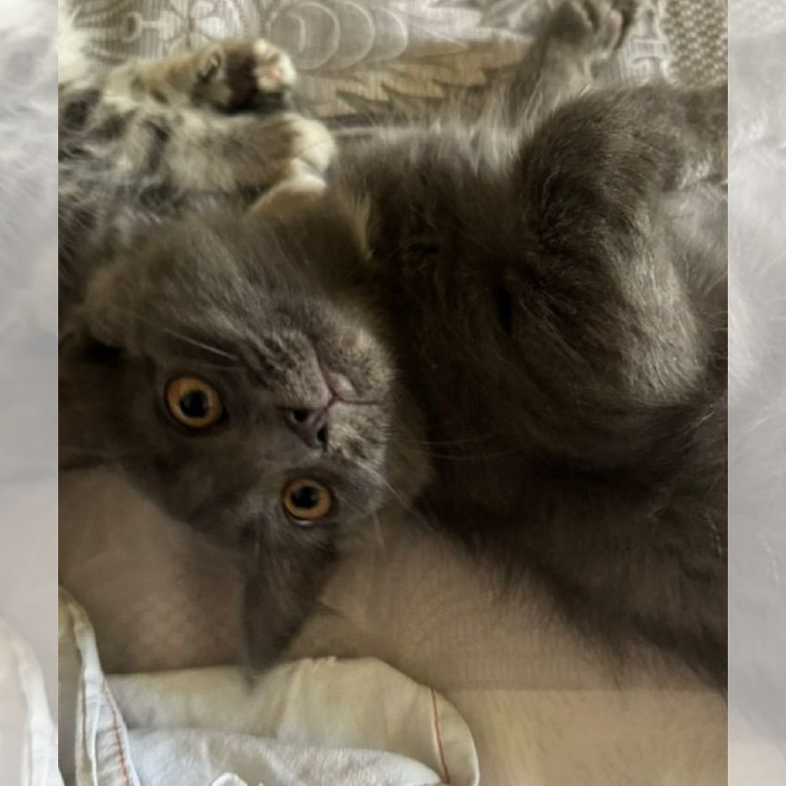 Шотландский прямоухий длинношёрстный котёнок