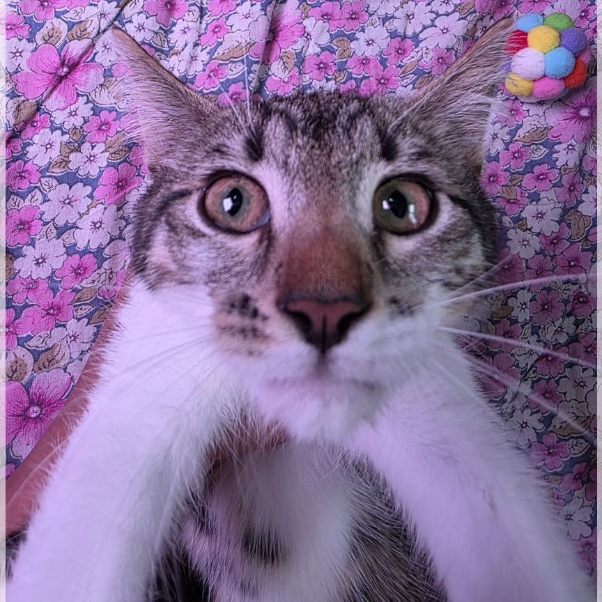 Котёнок в добрые руки