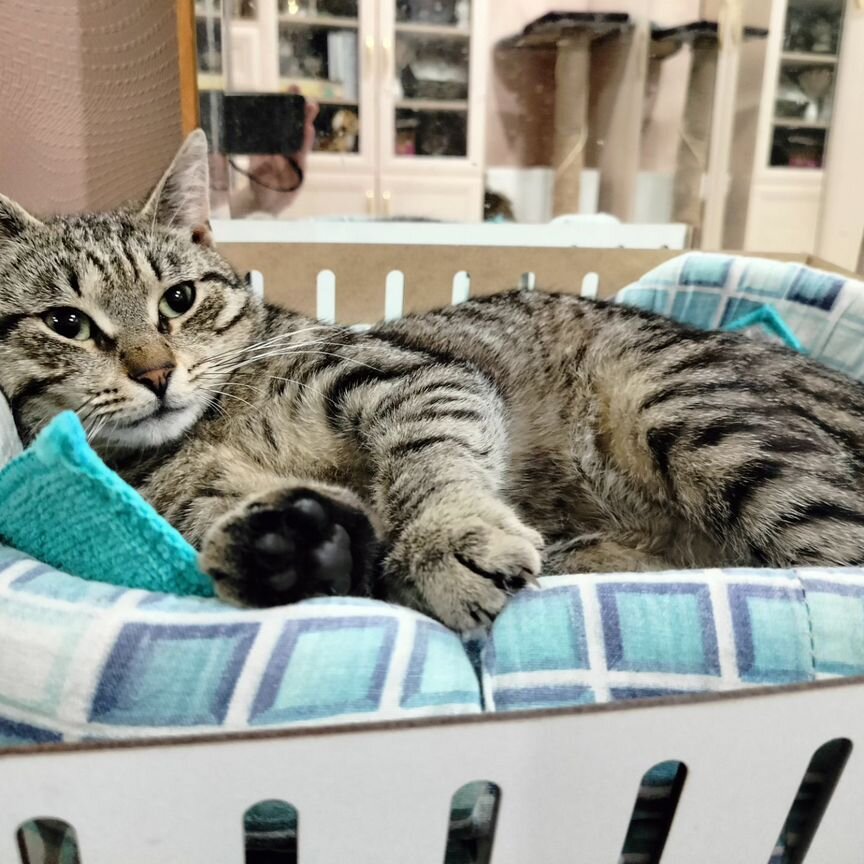 Очень хороший котик