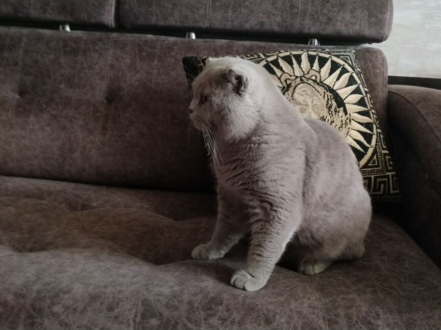 Британский кот вязка