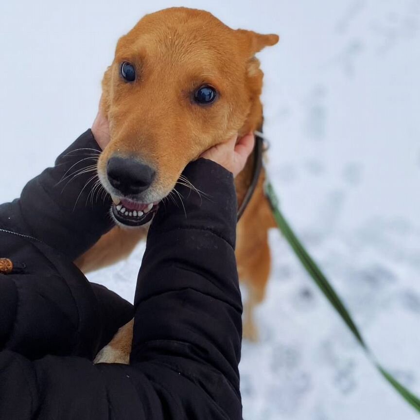 Взрослый пёс в добрые руки
