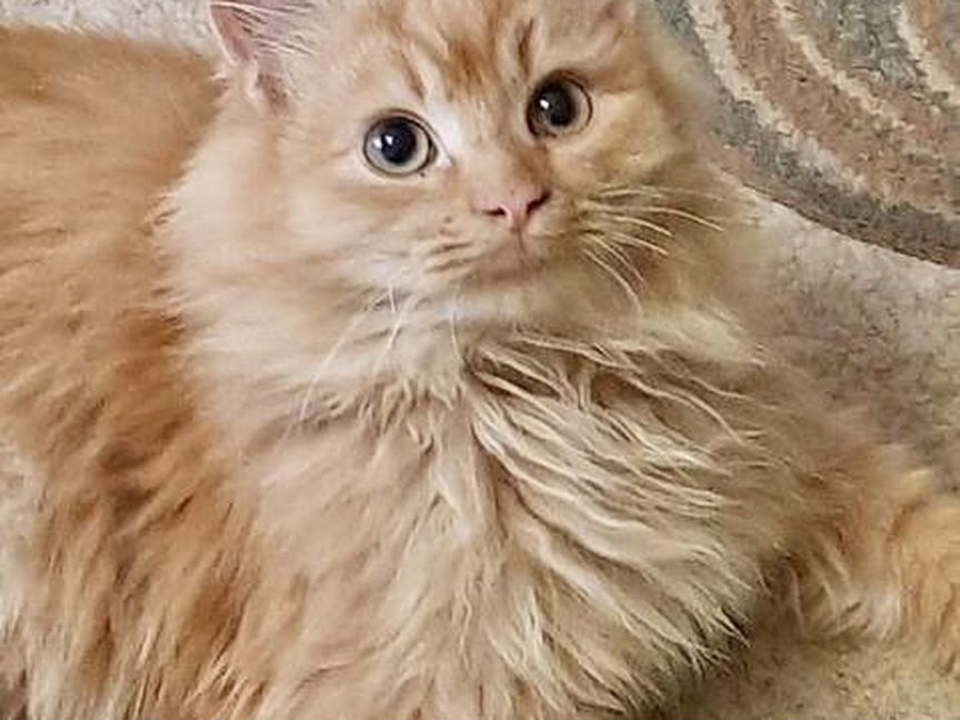 Котенок в добрые руки