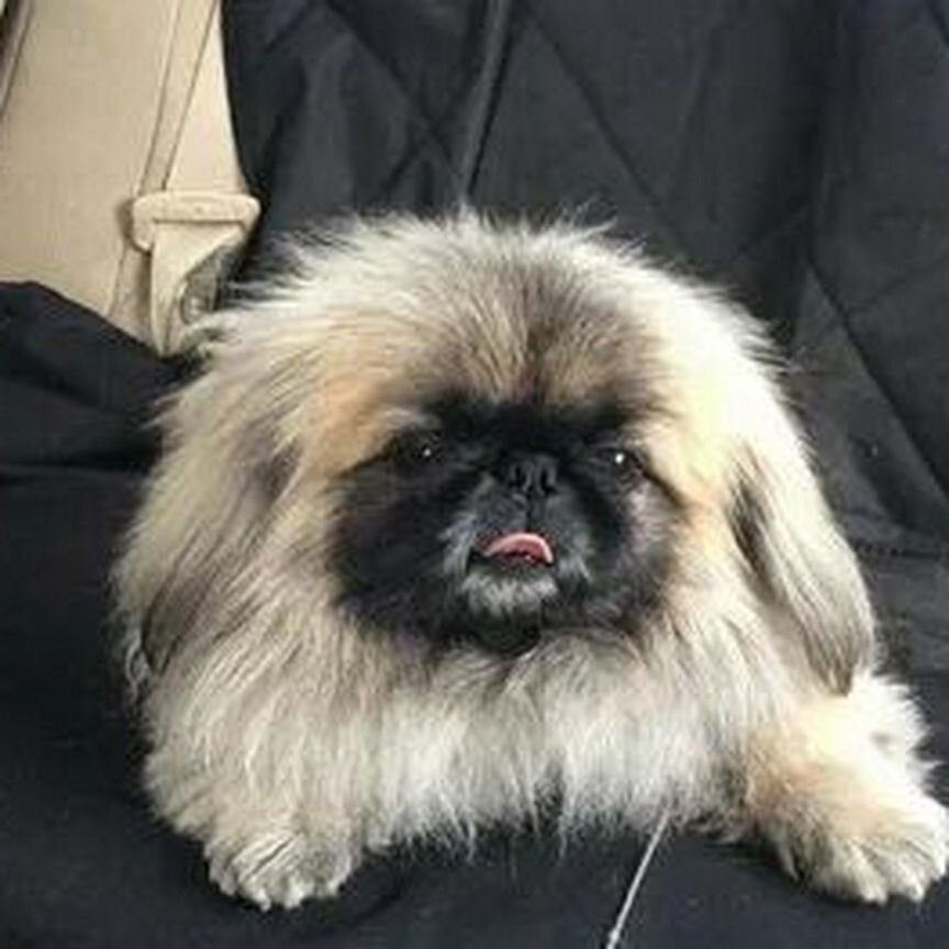 Королевский пекинес