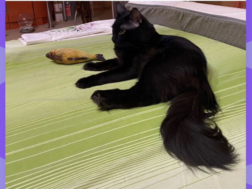 Черный котенок с тяжелой судьбой