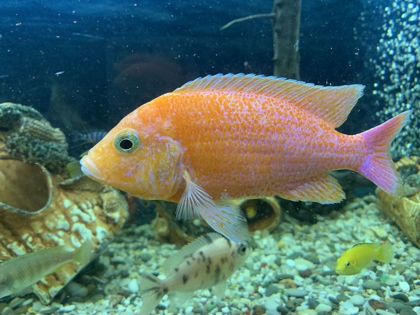 Аулонокара Красная орхидея