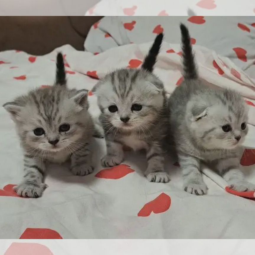 Британский короткошёрстный котёнок