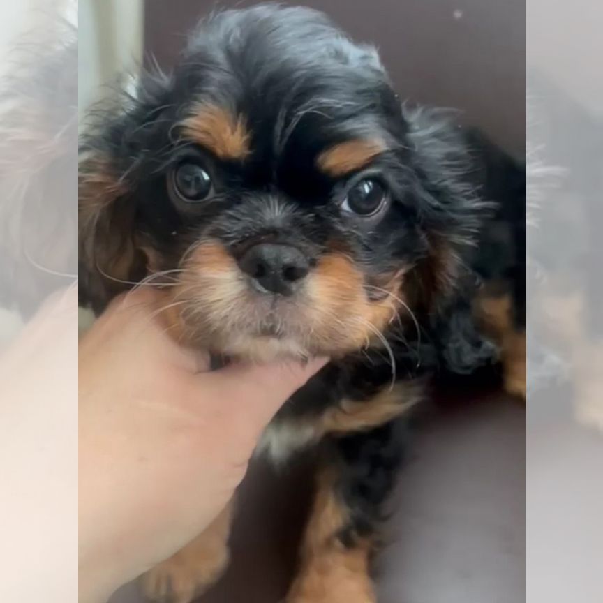 Кавалерчики мальчики