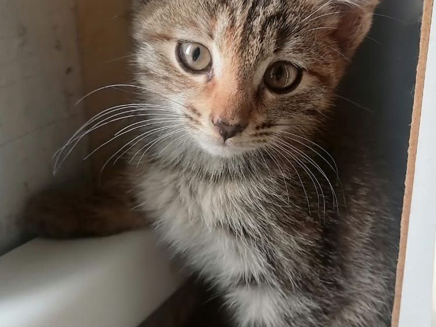 Котёнок, девочка, 2.5 месяца