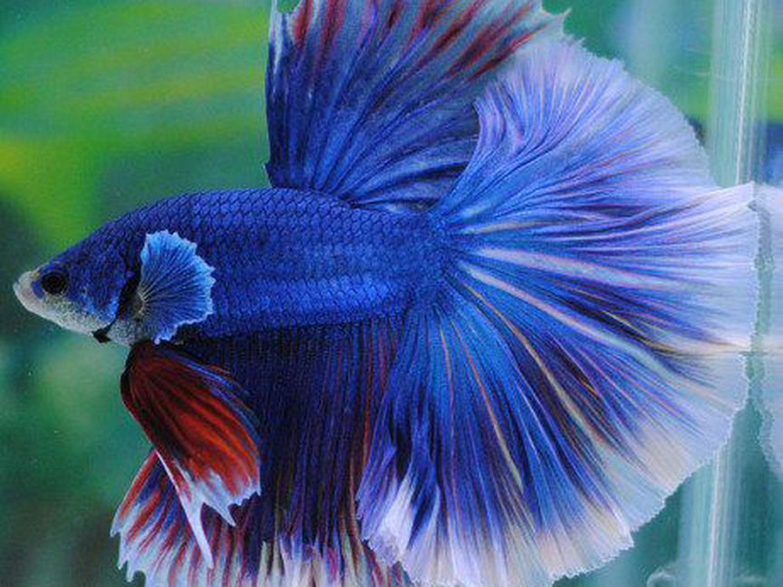 Коронохвостая, Супер дельта, Плакат Дракон