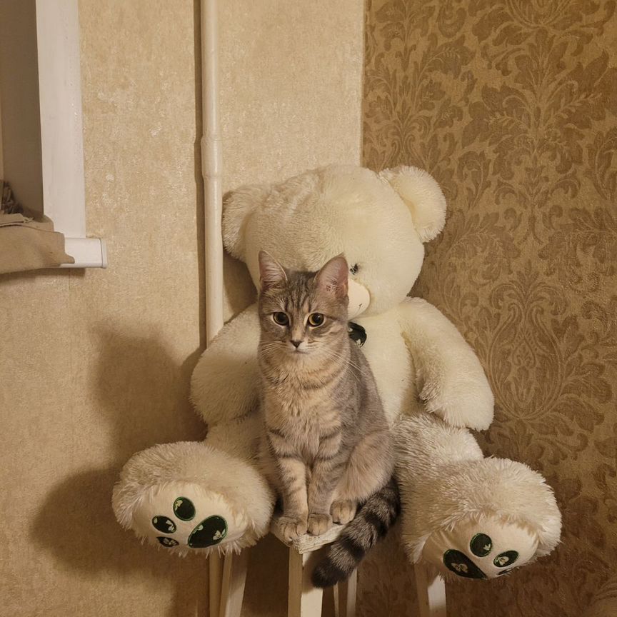 Шотландская кошка 2 года в добрые руки