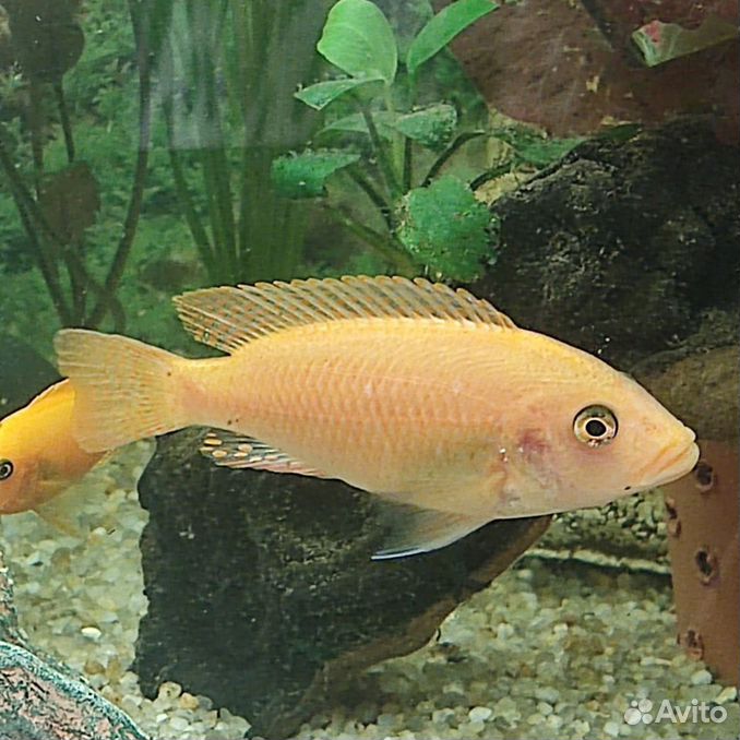 Цихлиды Аулонакара