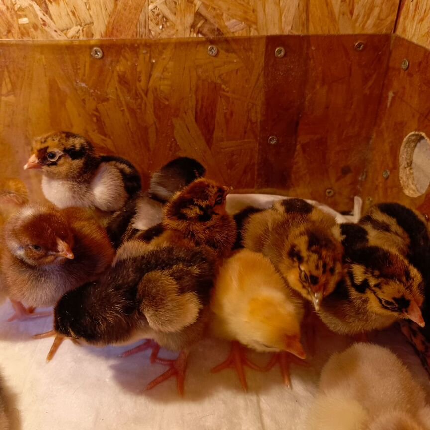 Цыплята породы Виандот