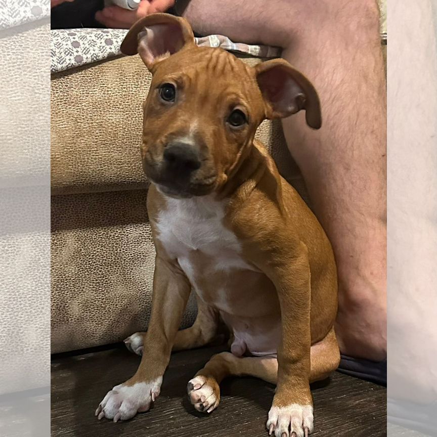 Американский стаффордширский терьер