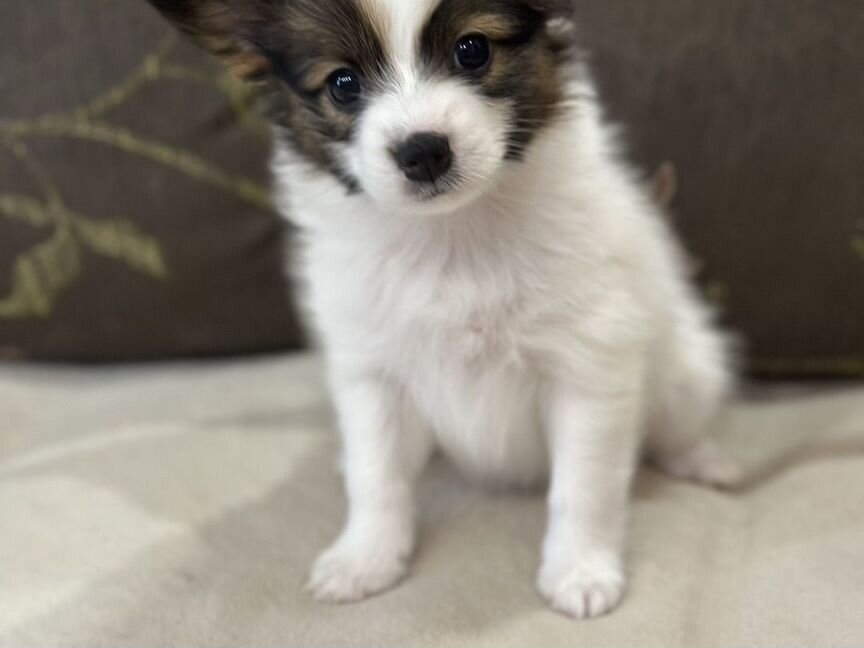 Щенки папийона