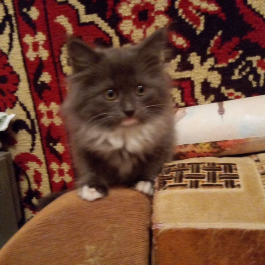 Котенок в дар