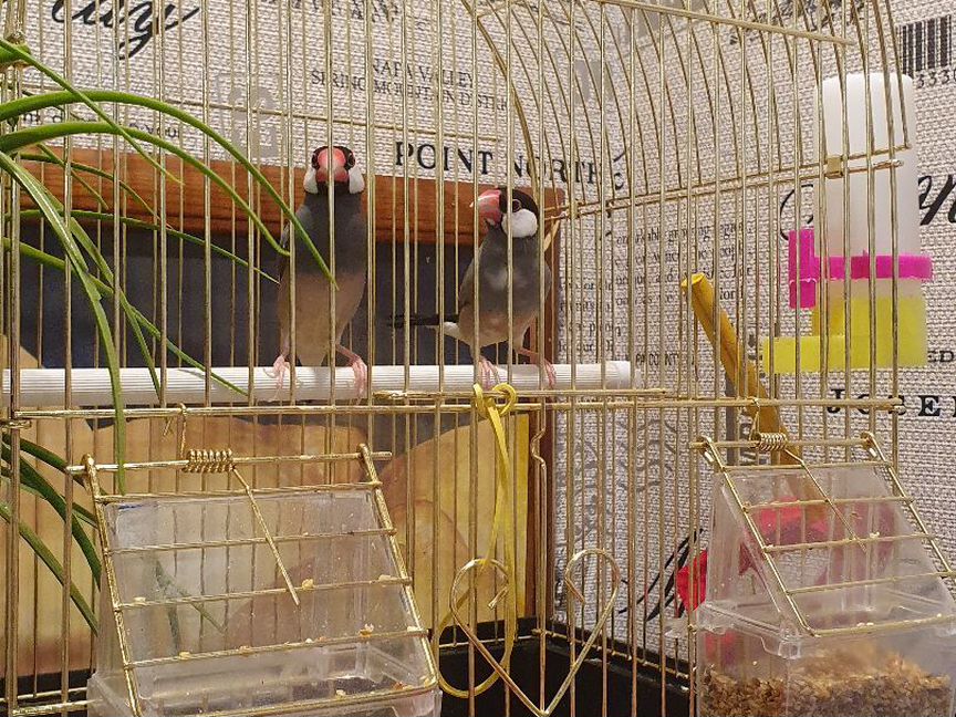 Рисовые амадины