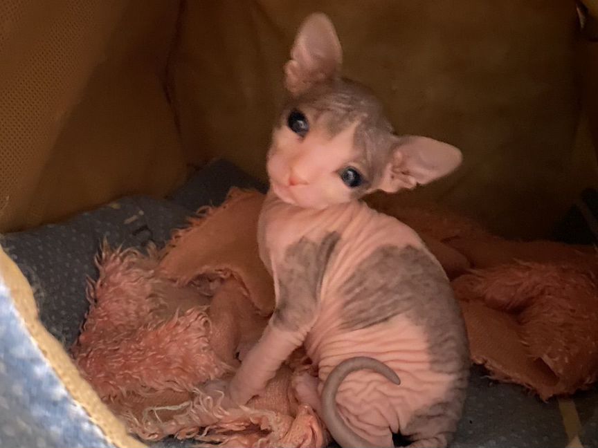 Кошки донской сфинкс