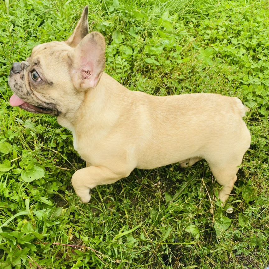 Французский бульдог