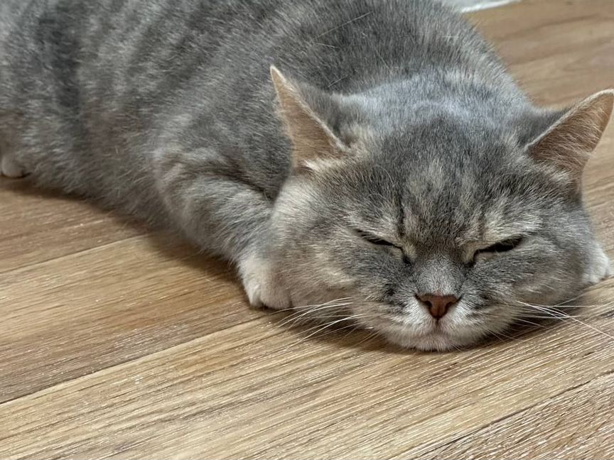 Кошка Британская