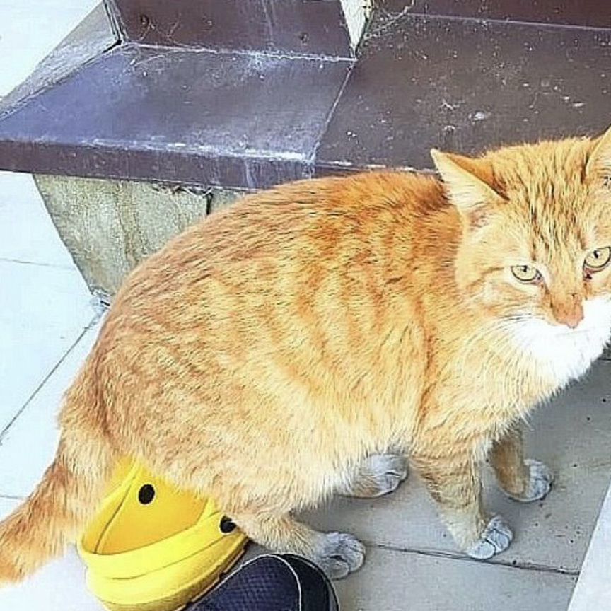 Дайте коту шанс на жищнь