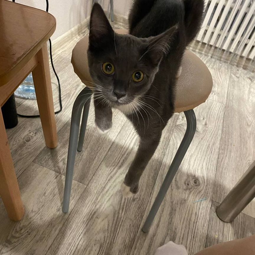 Отдам котенка в добрые руки мальчик