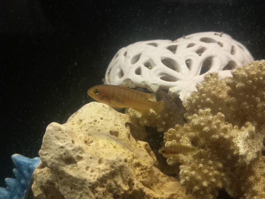 Цихлиды разные