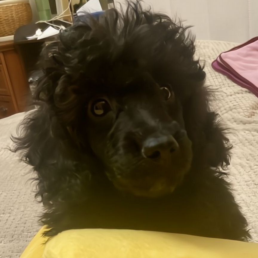 Той-пудель, щенок