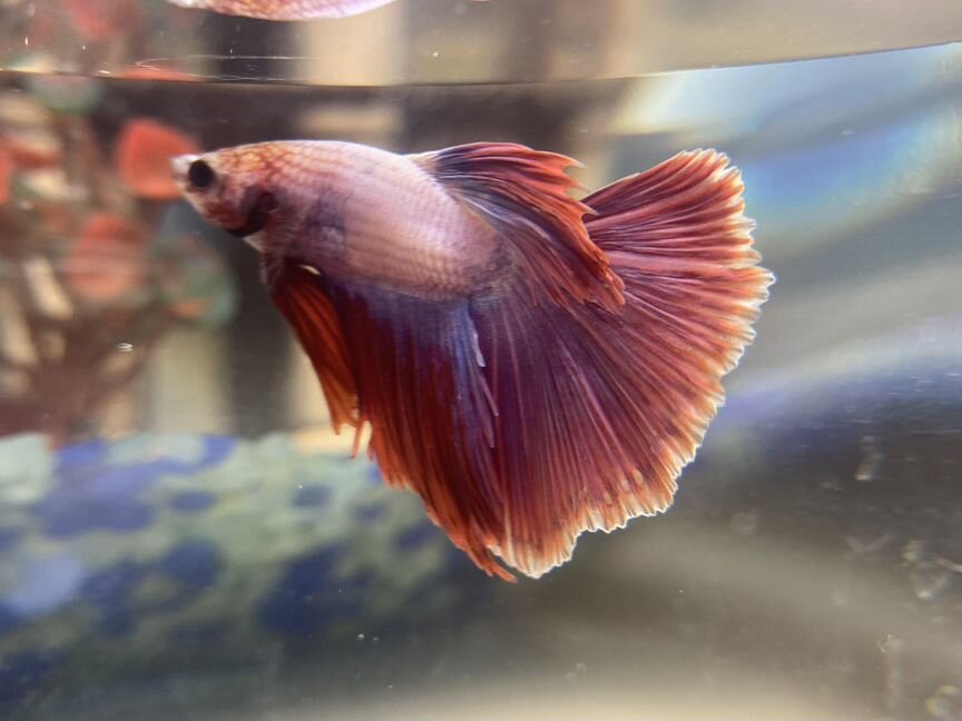 Продам.обмен;Набор Аквариум С Рыбкой Петушком.Торг