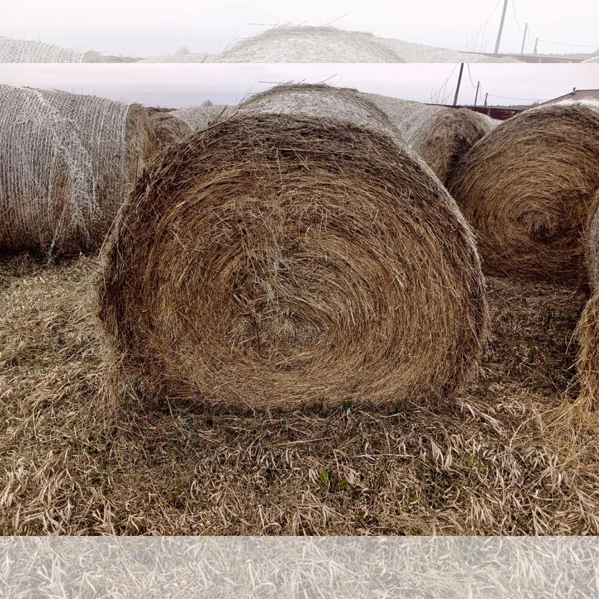 Продам сено в рулонах