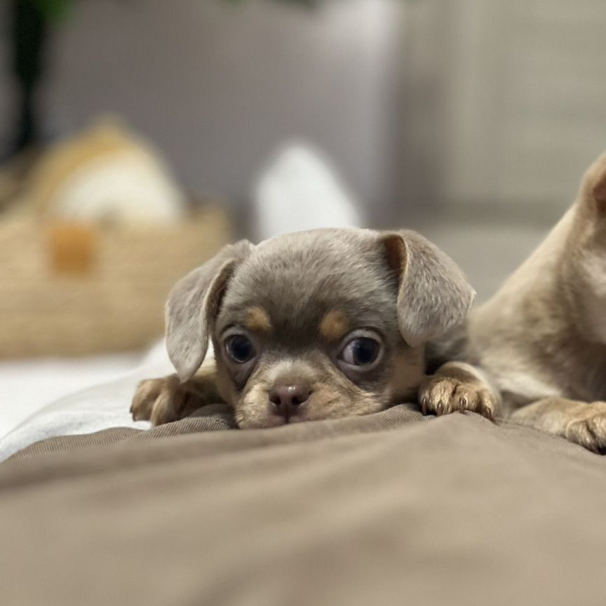 Чихуахуа, щенок