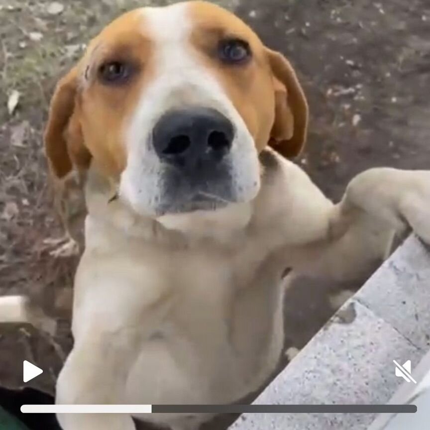 Собака в добрые руки Эстонская гончая кобель