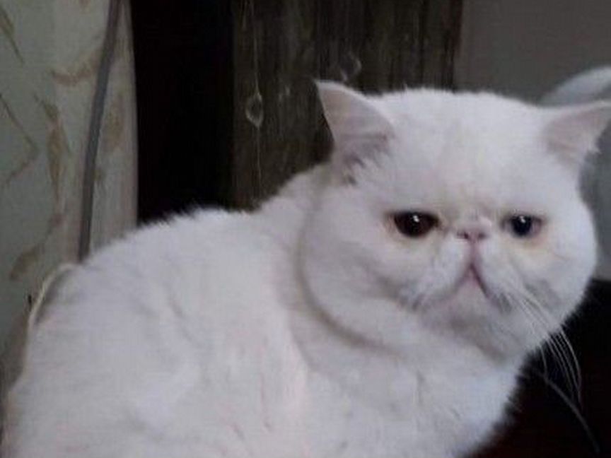 Персидская