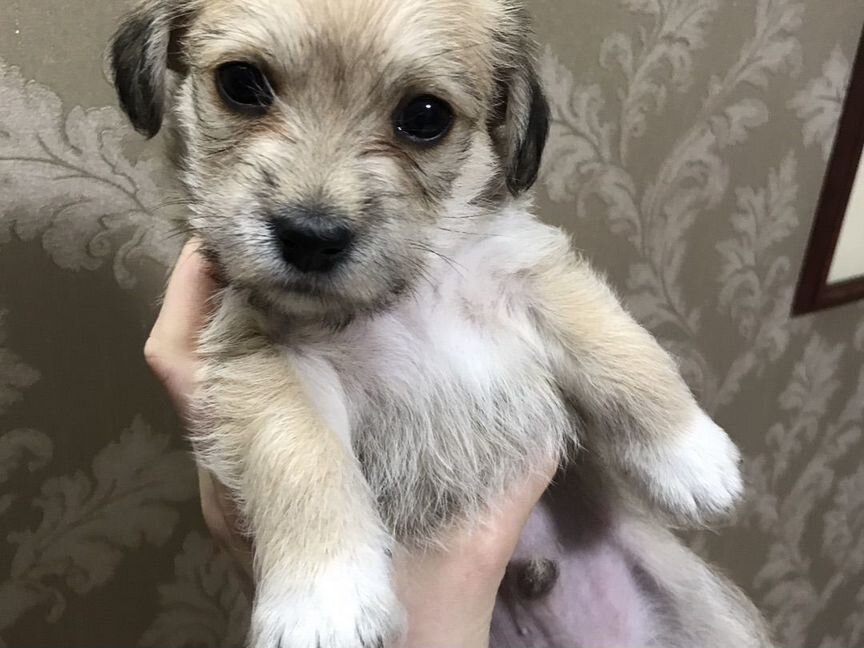 Маленькая собака в добрые руки бесплатно