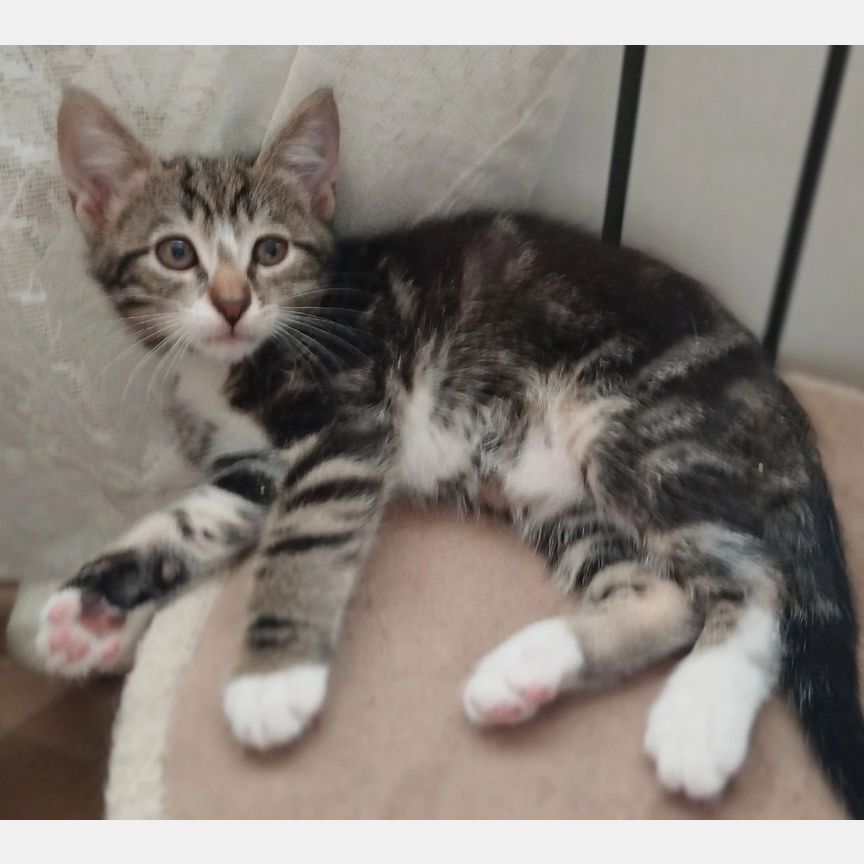Котик Милашек