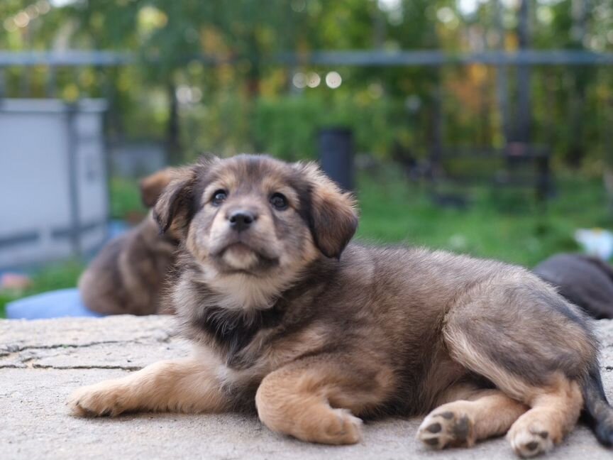 Щенок в добрые руки