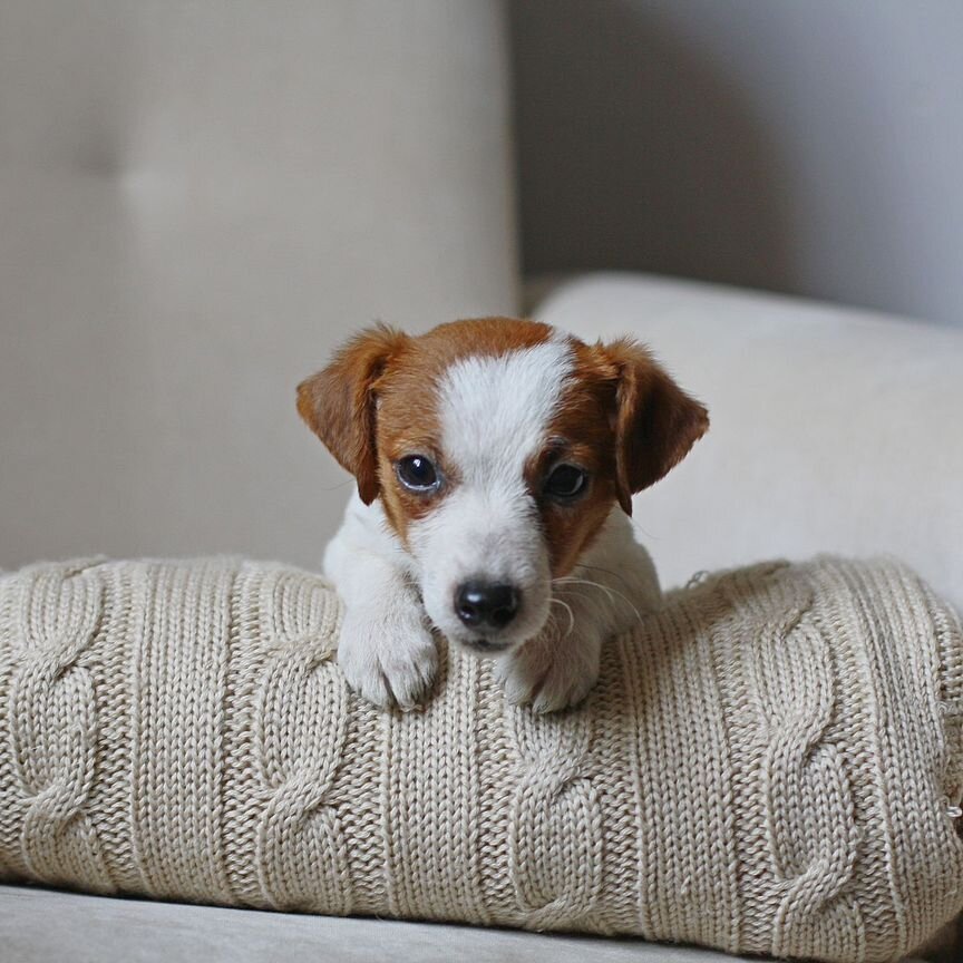 Джек Рассел терьер мальчик