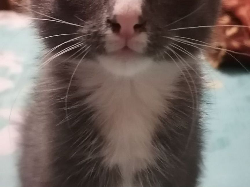 Кошки в добрые руки