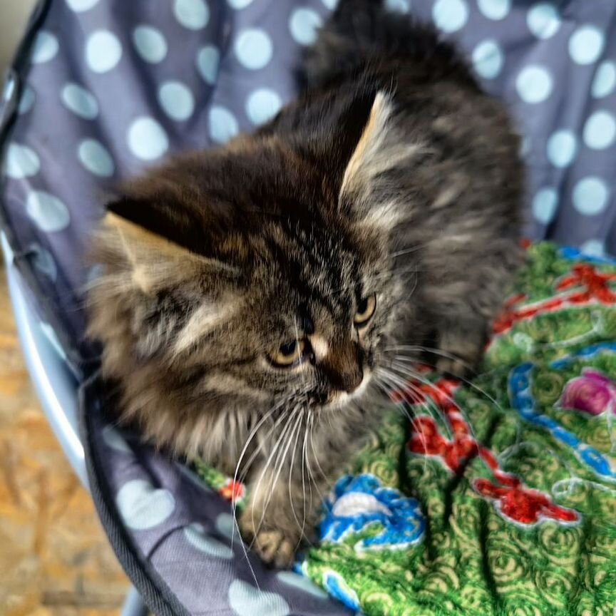 Котёнок в добрые руки