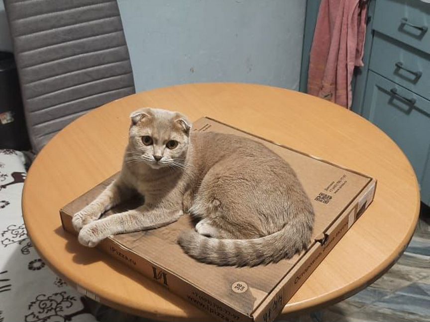 Шотландская вислоухая кошка