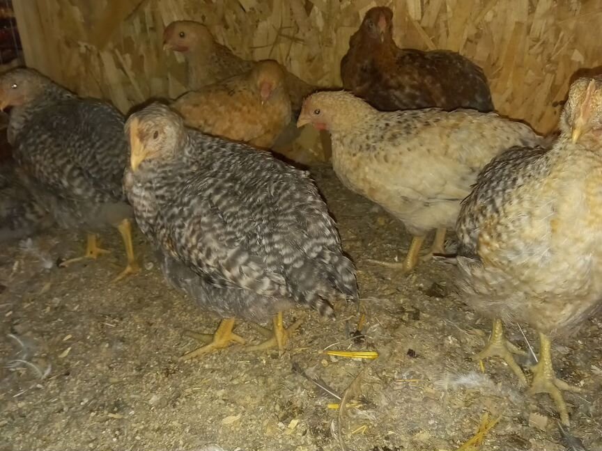 Молодые петушки