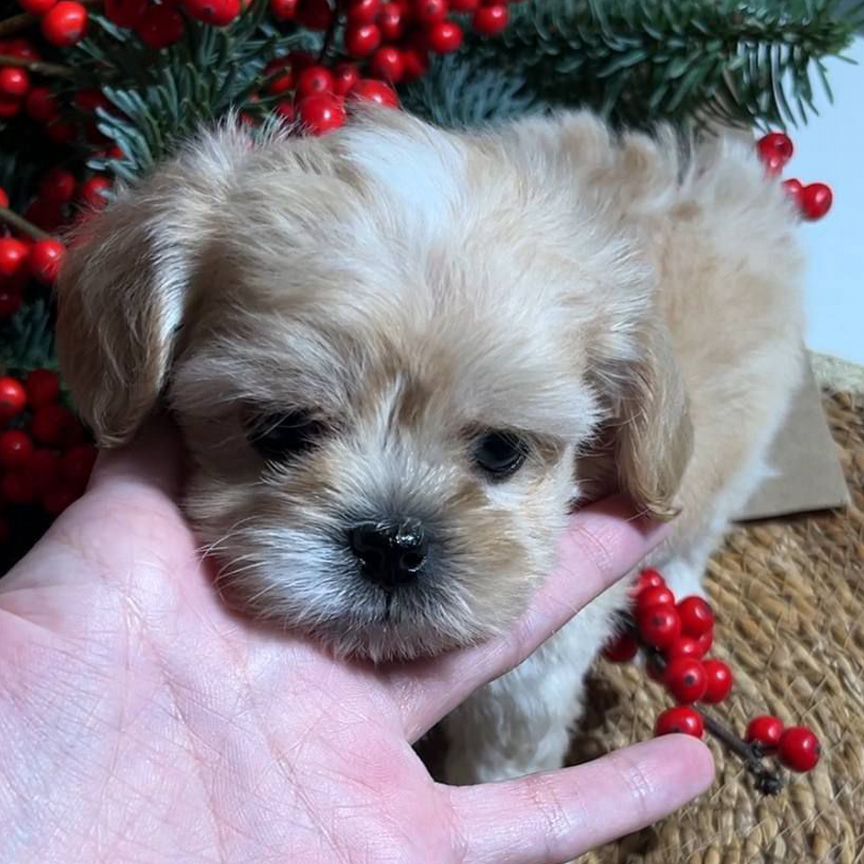 Мальтипу, щенок