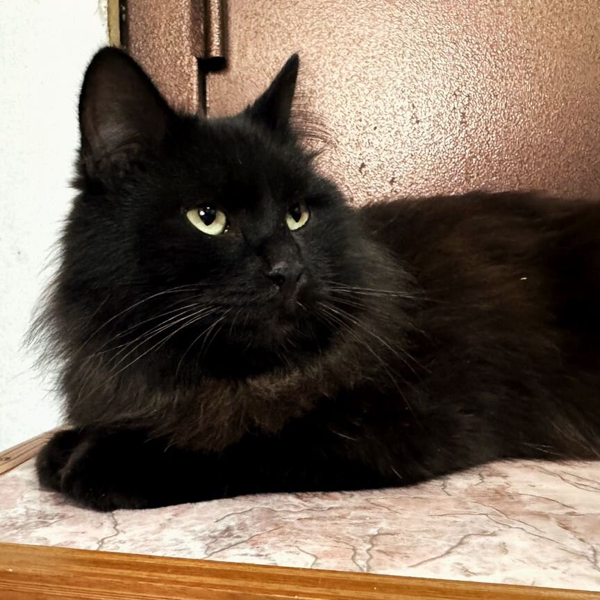 Брутальный кот Кузя