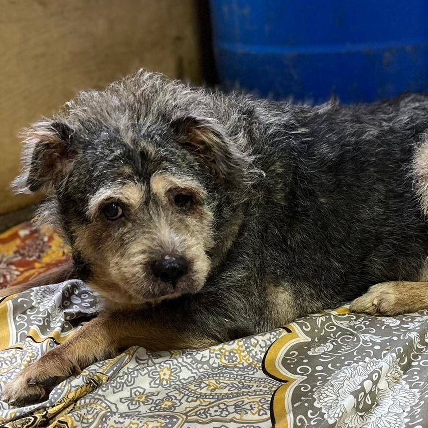 Последний шанс