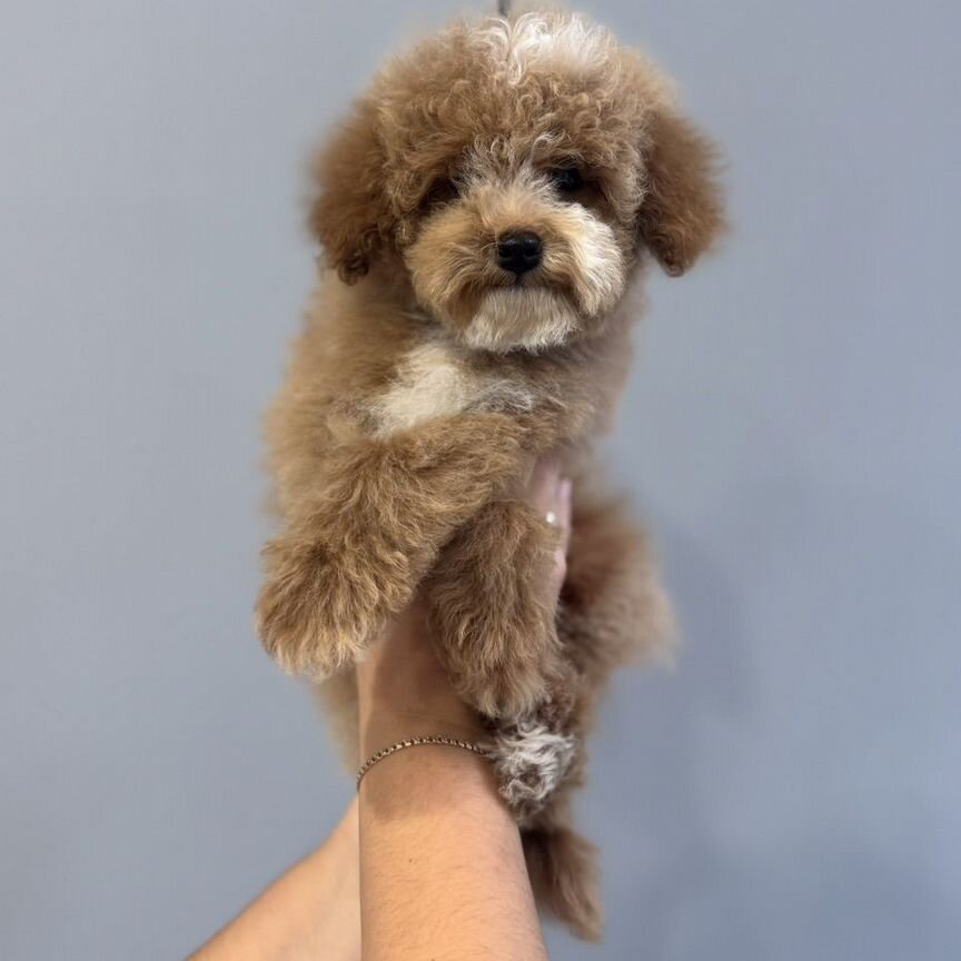 Мальтипу, щенок