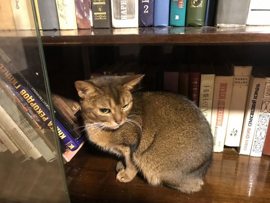 Кошка ищет дом