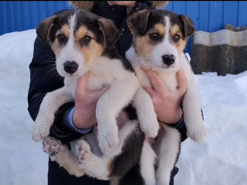 Щенки в добрые руки бесплатно