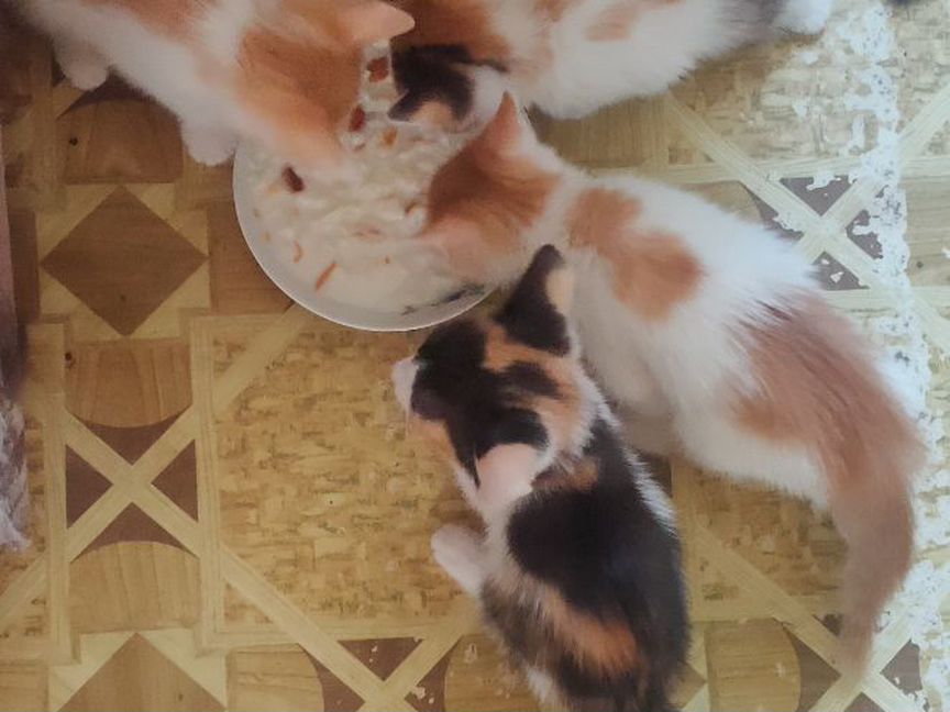 Котята в добрые руки бесплатно
