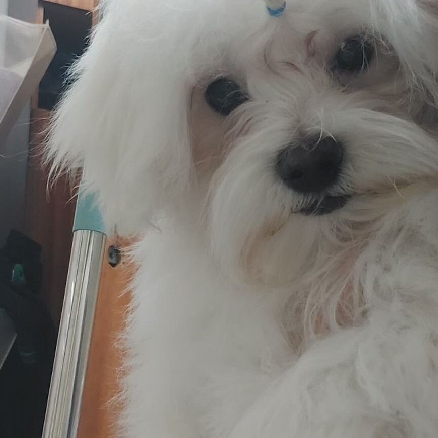 Мальтийская болонка мини