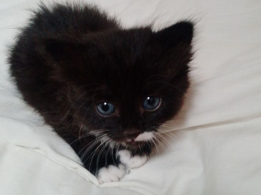Кошка
