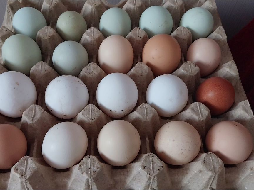 Яицо инкубационное, петухи